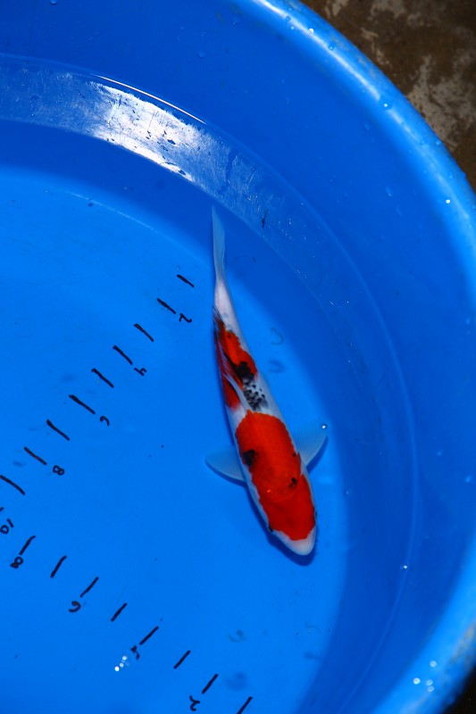 Japanese Koi Sale Toronto Ontario | Koi Store