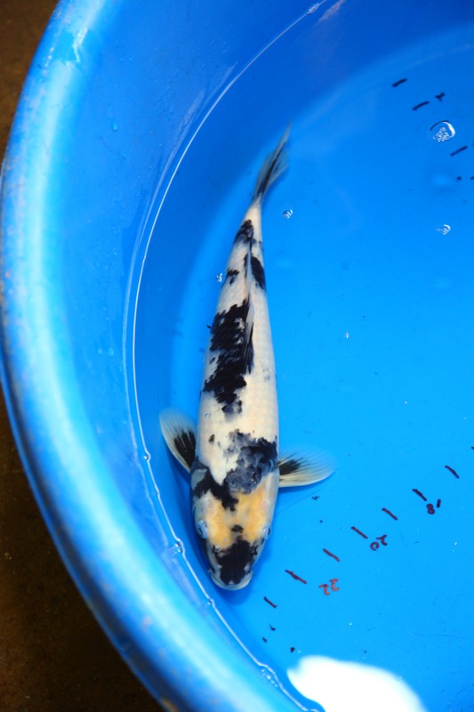 Japanese Koi Sale Toronto Ontario | Koi Store