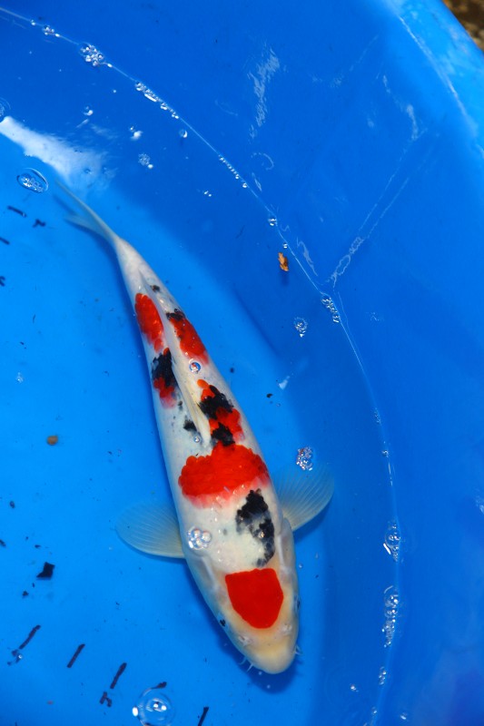 Japanese Koi Sale Toronto Ontario | Koi Store