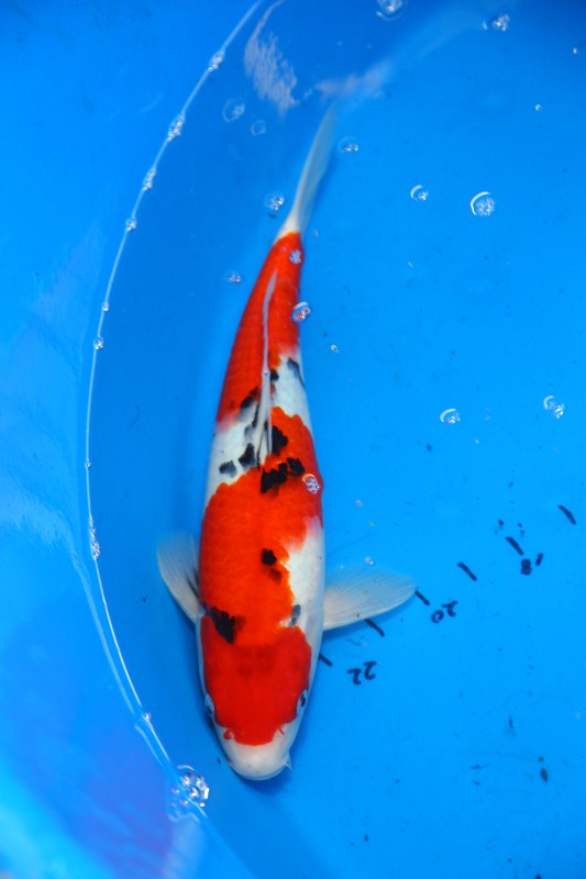 Japanese Koi Sale Toronto Ontario | Koi Store