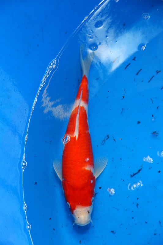Japanese Koi Sale Toronto Ontario | Koi Store