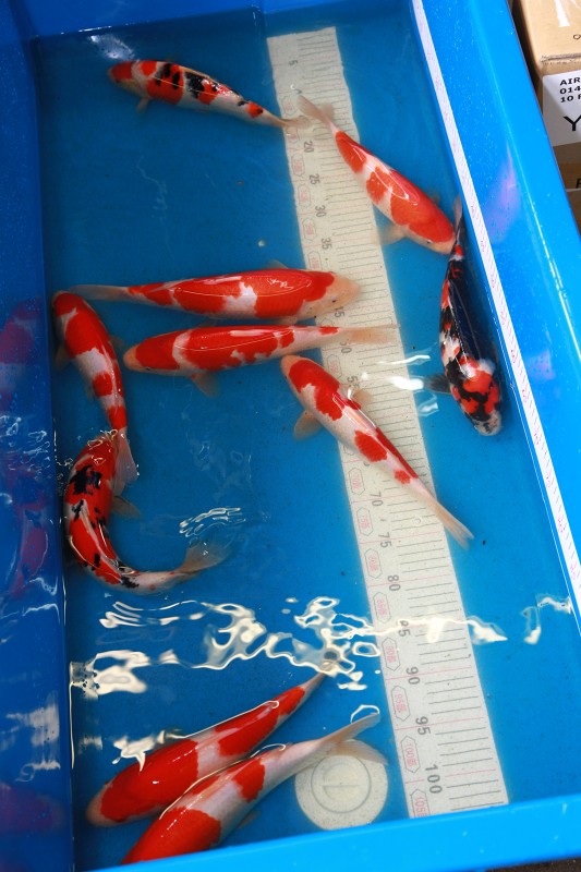 Japanese Koi Sale Toronto Ontario | Koi Store