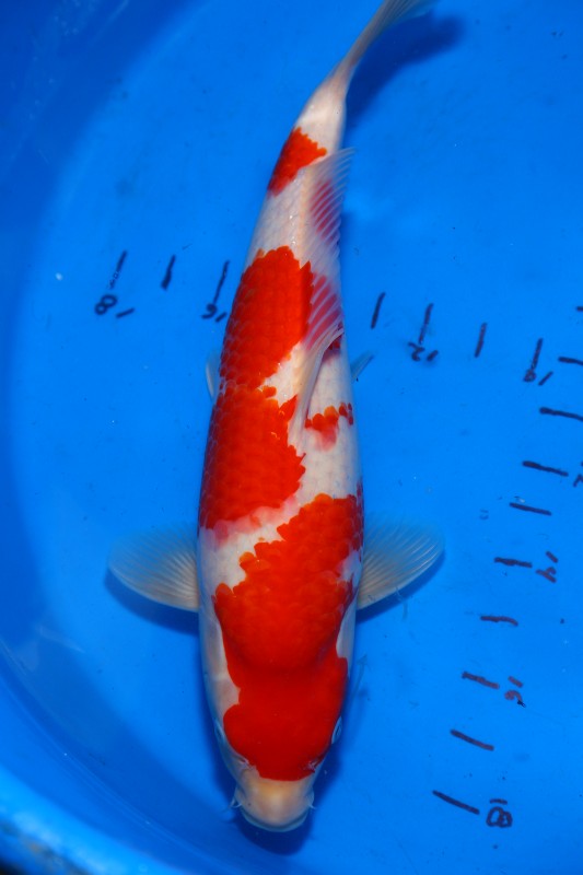 Japanese Koi Sale Toronto Ontario | Koi Store