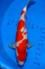 Japanese Koi Sale Toronto Ontario | Koi Store