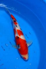 Japanese Koi Sale Toronto Ontario | Koi Store