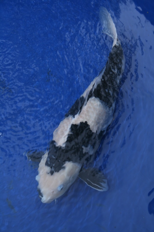 Koi Varieties Utsuri & Goshiki | Japanese Koi