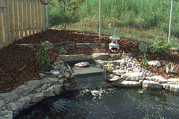 Tancho Showa Picture, Goshiki Photo, Pond Pictures