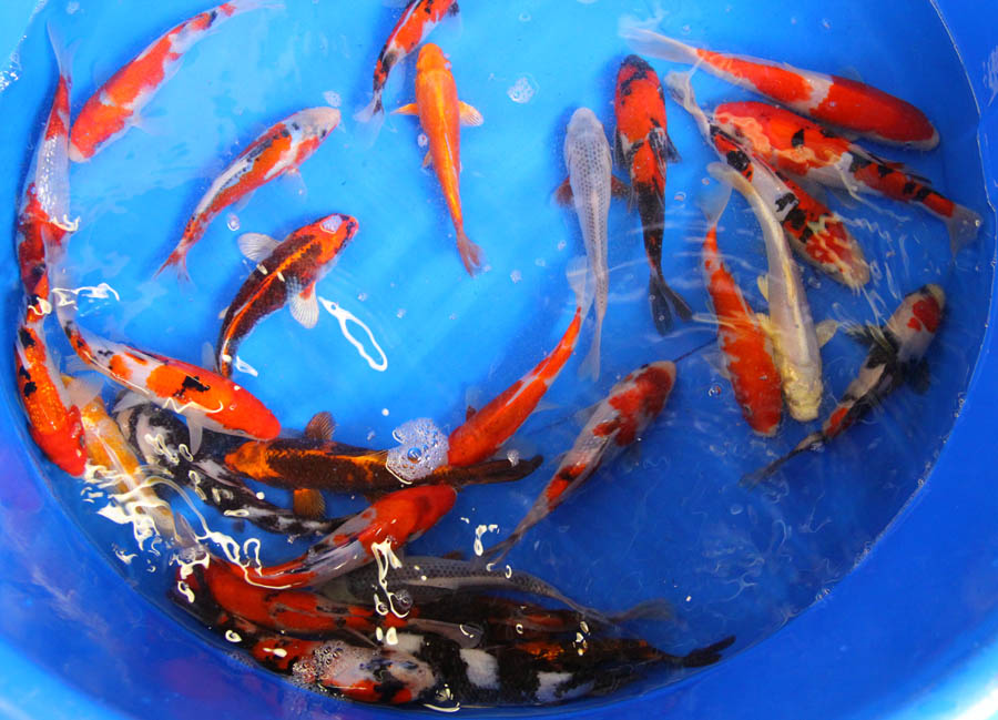 Waterfalls Pictures, Show Quality Koi Photos