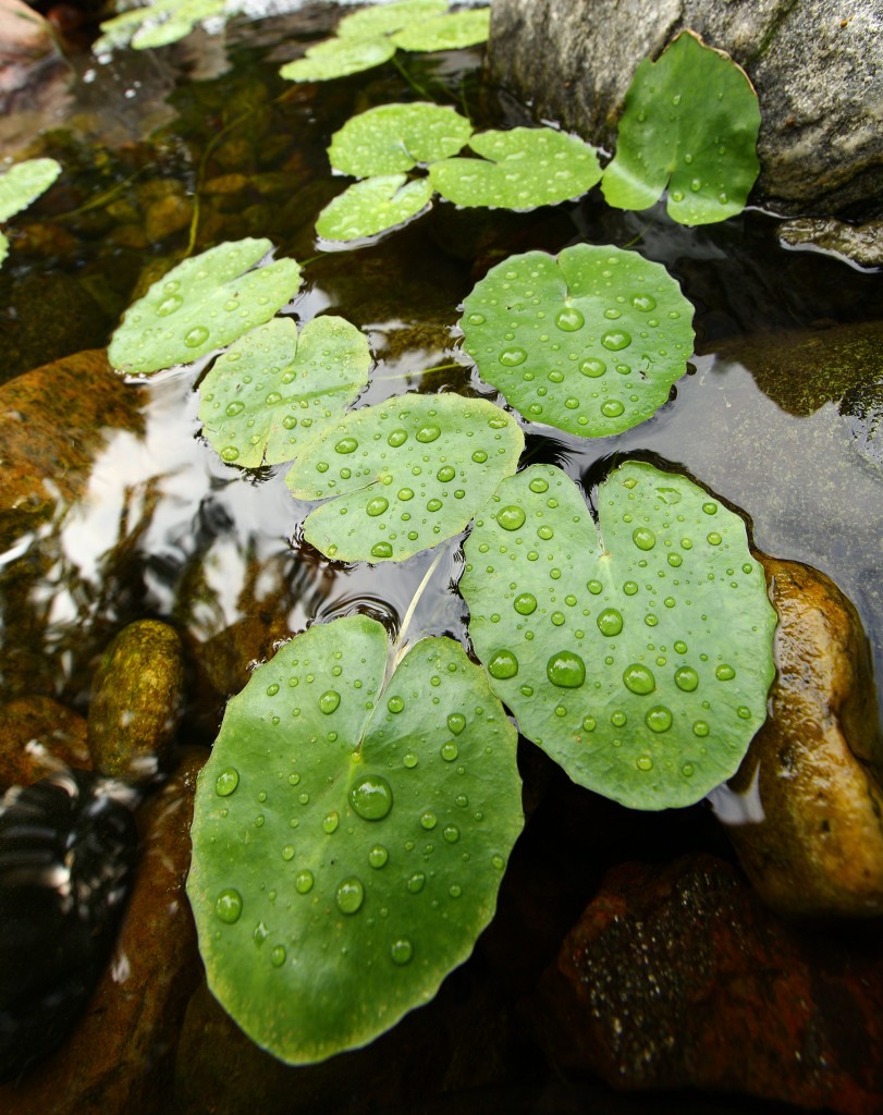 Pond and Koi Photographs