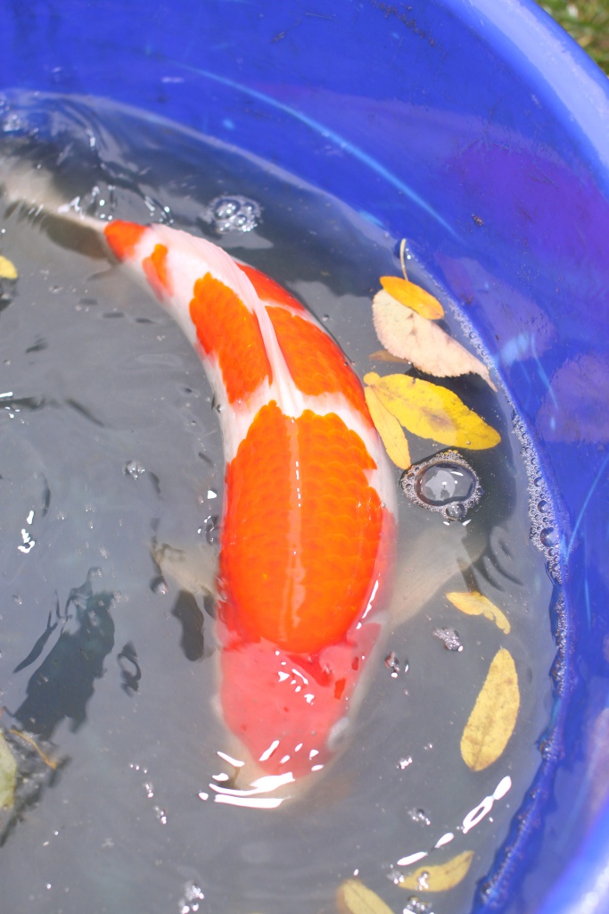 Pond and Koi Photographs