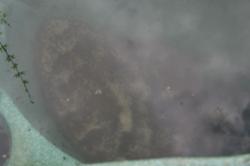 koi fish pond filters, bead filters, vortex filters