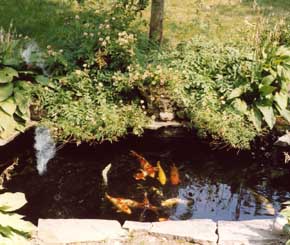 Clarke Koi Ponds Photo Gallery