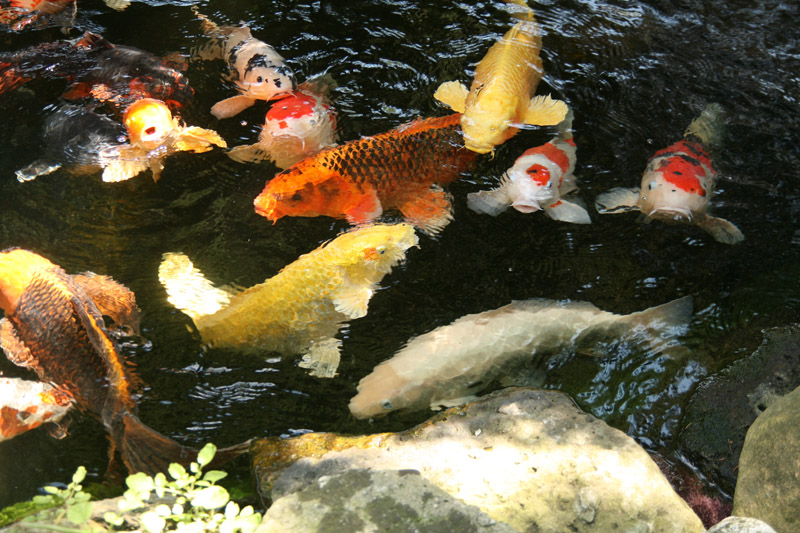 Milton Pond Photographs | Pond Stream