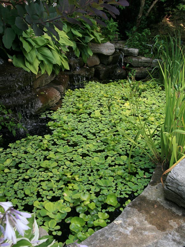 Canadian Pond Pictures