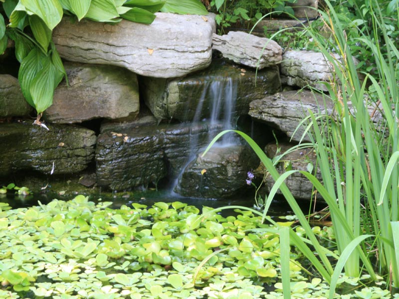Canadian Pond Pictures
