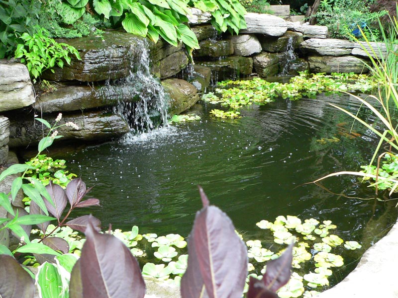 Canadian Pond Pictures