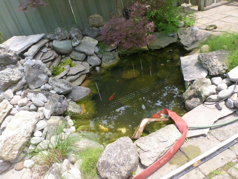 Toronto Gardeni Pond Pictures
